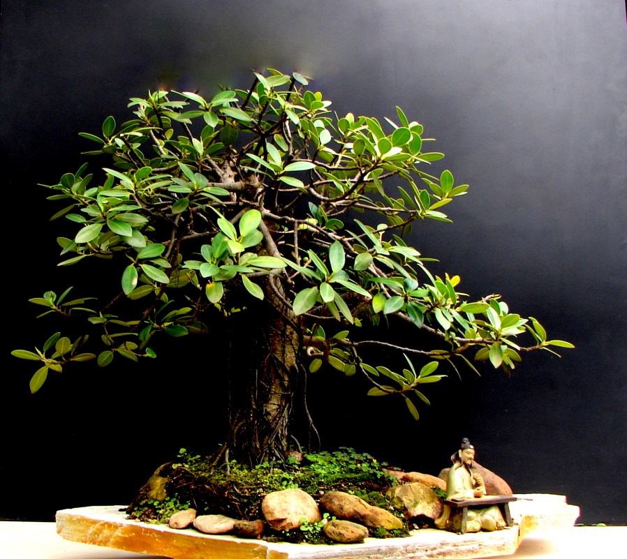 Ficus | Aido Bonsai