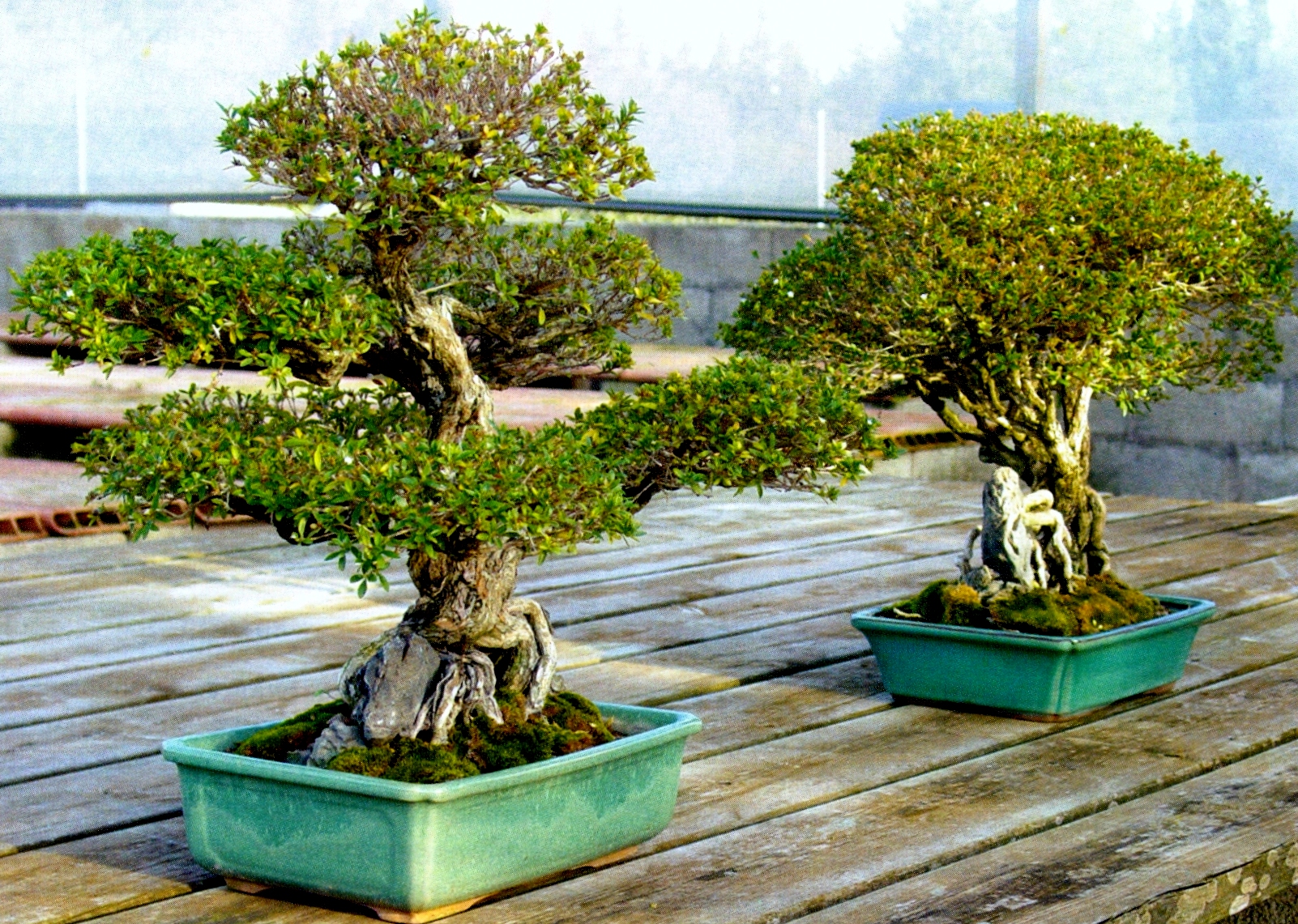 Serissa phoetida – Uma espécie de 100 milhões de anos. | Aido Bonsai