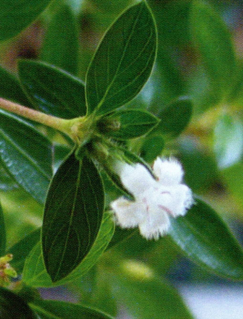 Serissa phoetida – Uma espécie de 100 milhões de anos. | Aido Bonsai