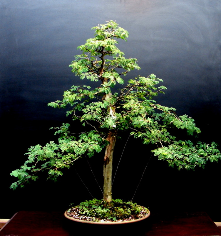 Pithecolobium tortum – Uma espécie do Brasil | Aido Bonsai