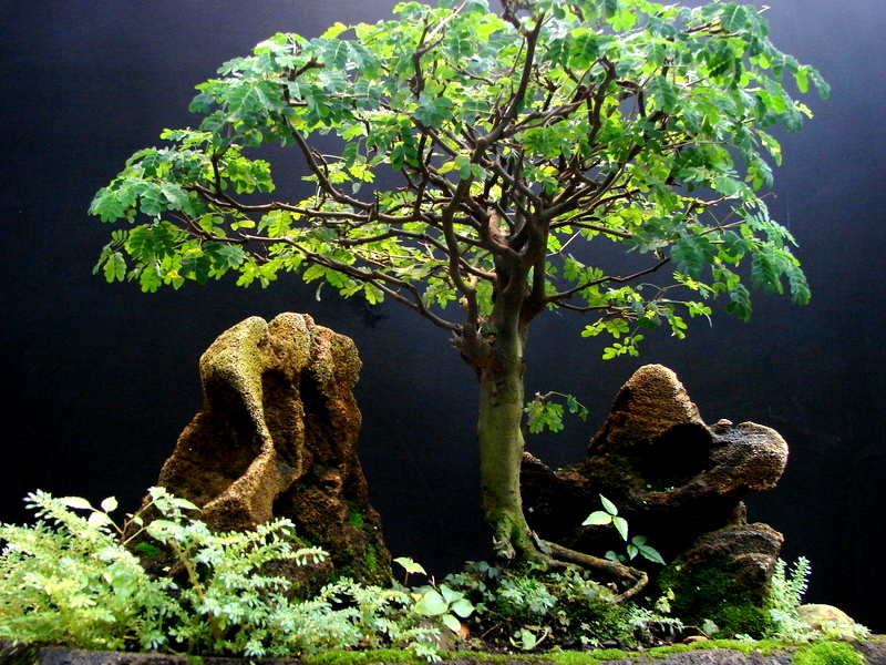 Pithecolobium tortum – Uma espécie do Brasil | Aido Bonsai