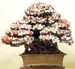 NEAGARI – Raízes expostas | Aido Bonsai