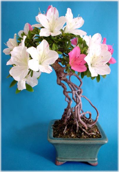 NEAGARI – Raízes expostas | Aido Bonsai