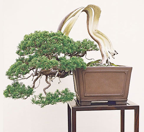 jun_chin_01 | Aido Bonsai