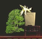 jun_chin_01 | Aido Bonsai