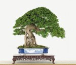 NEAGARI – Raízes expostas | Aido Bonsai