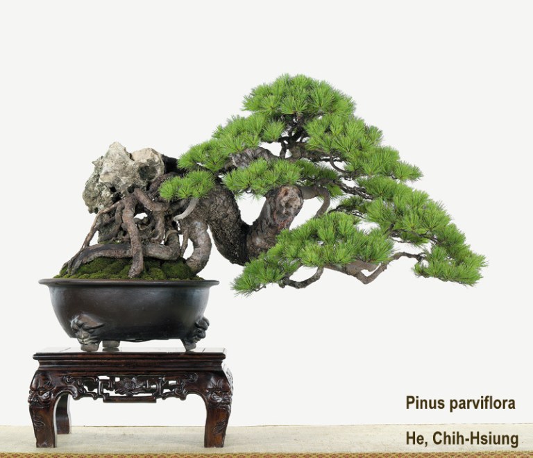NEAGARI – Raízes expostas | Aido Bonsai