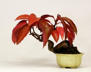 10_Gazou | Aido Bonsai