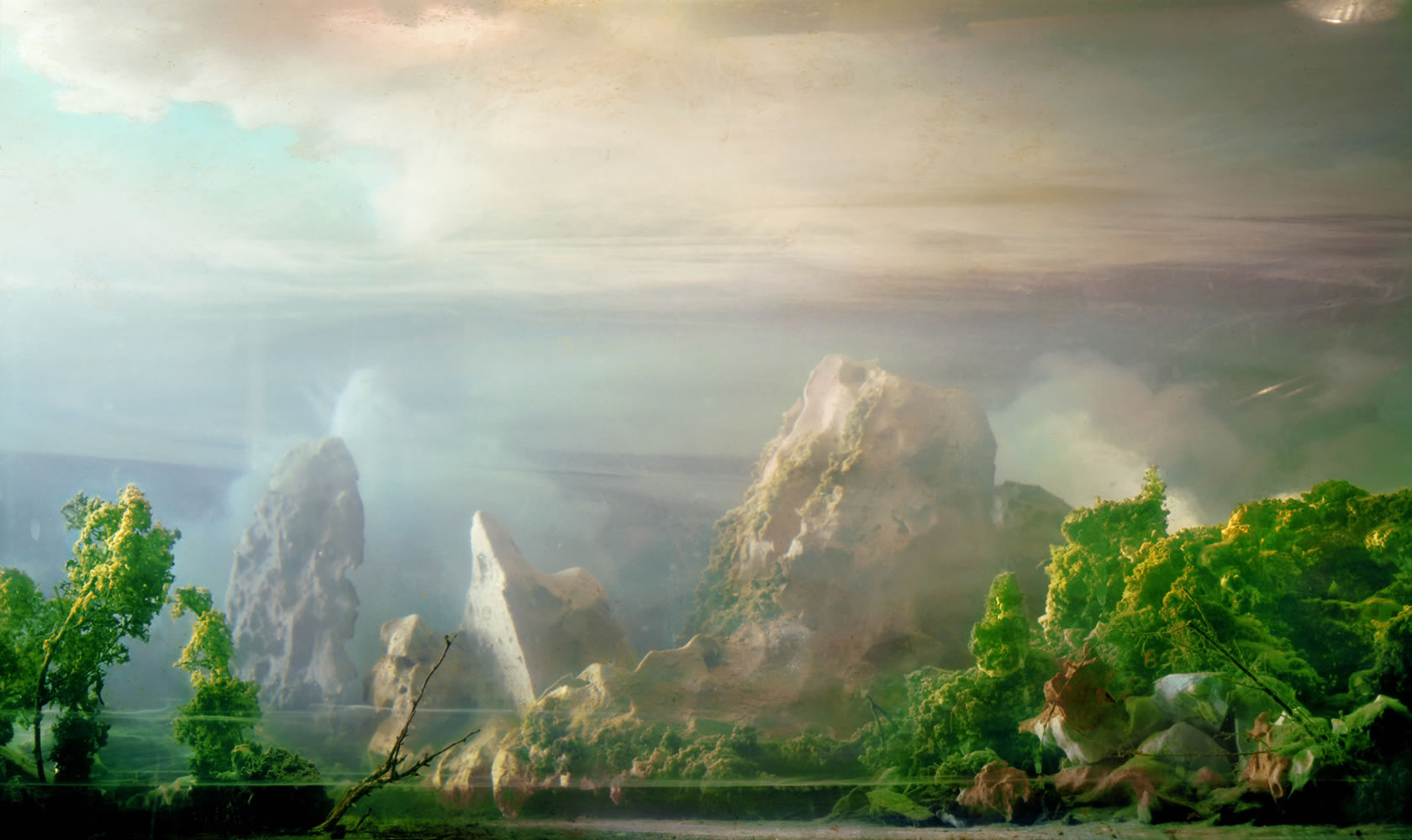 Forest 64f | Aido Bonsai